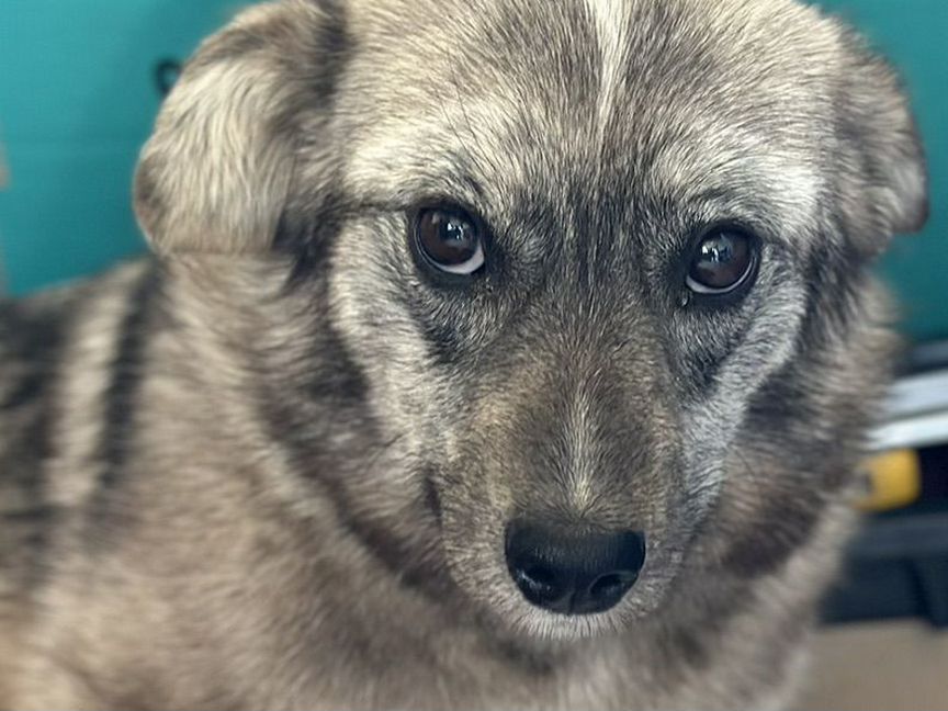 Щенок в добрые руки бесплатно