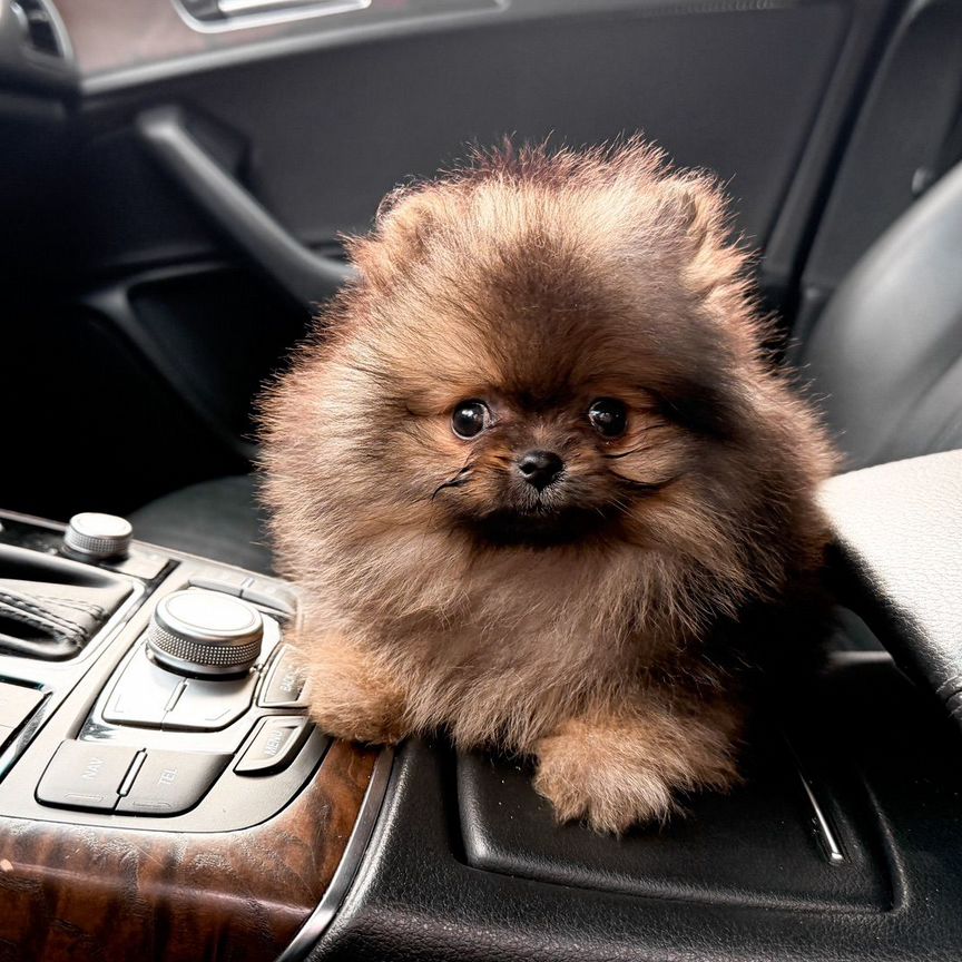 Померанский шпиц, щенок