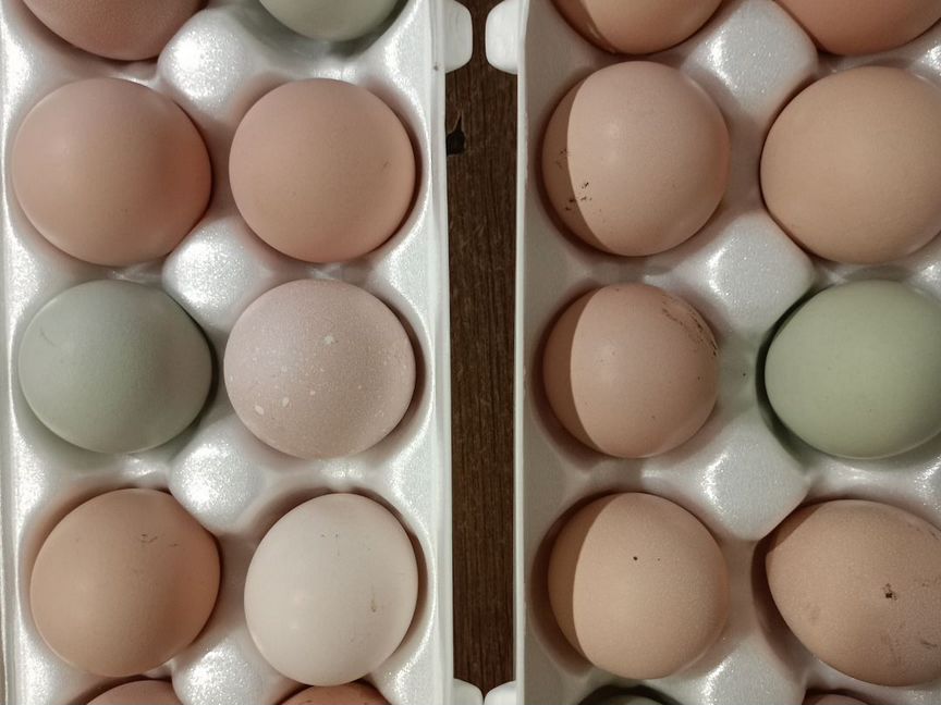 Инкубационное яйцо смешанного содержания