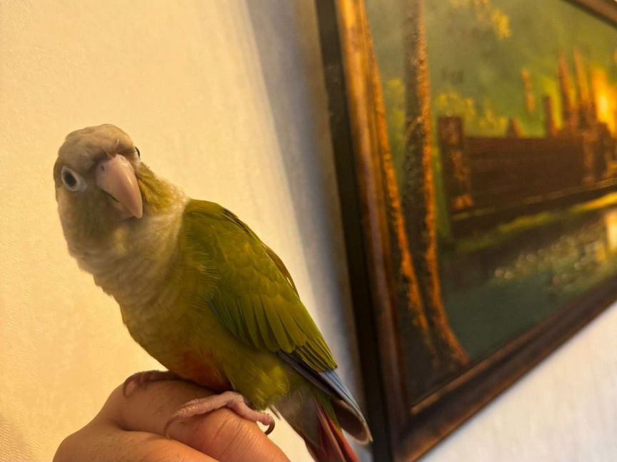 Ручной говорящий попугай