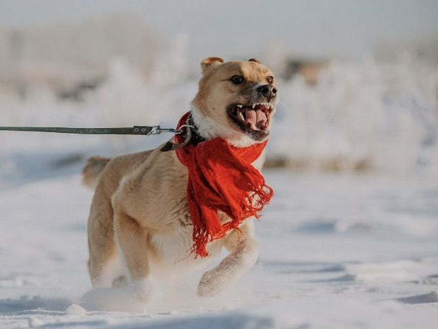 Отдам бесплатно собаку в добрые руки