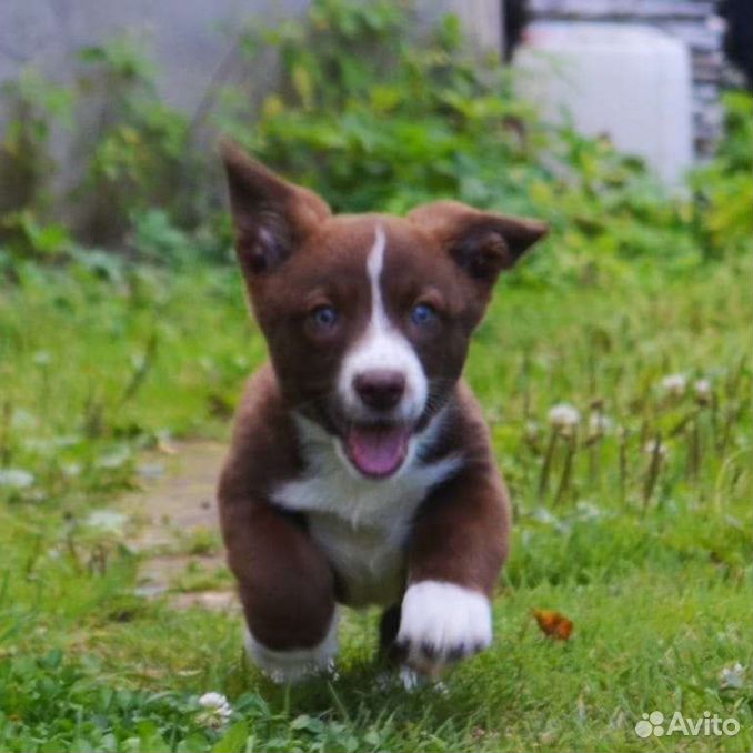 Кардиганчик