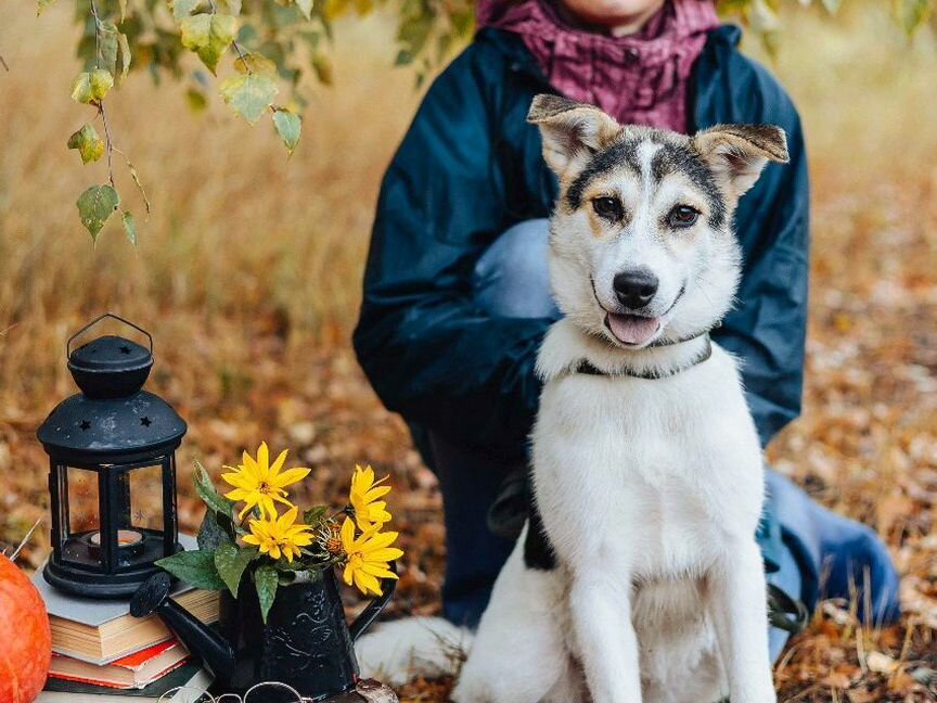 Славная девчушка ищет дом