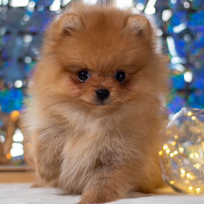 Померанский шпиц, щенок