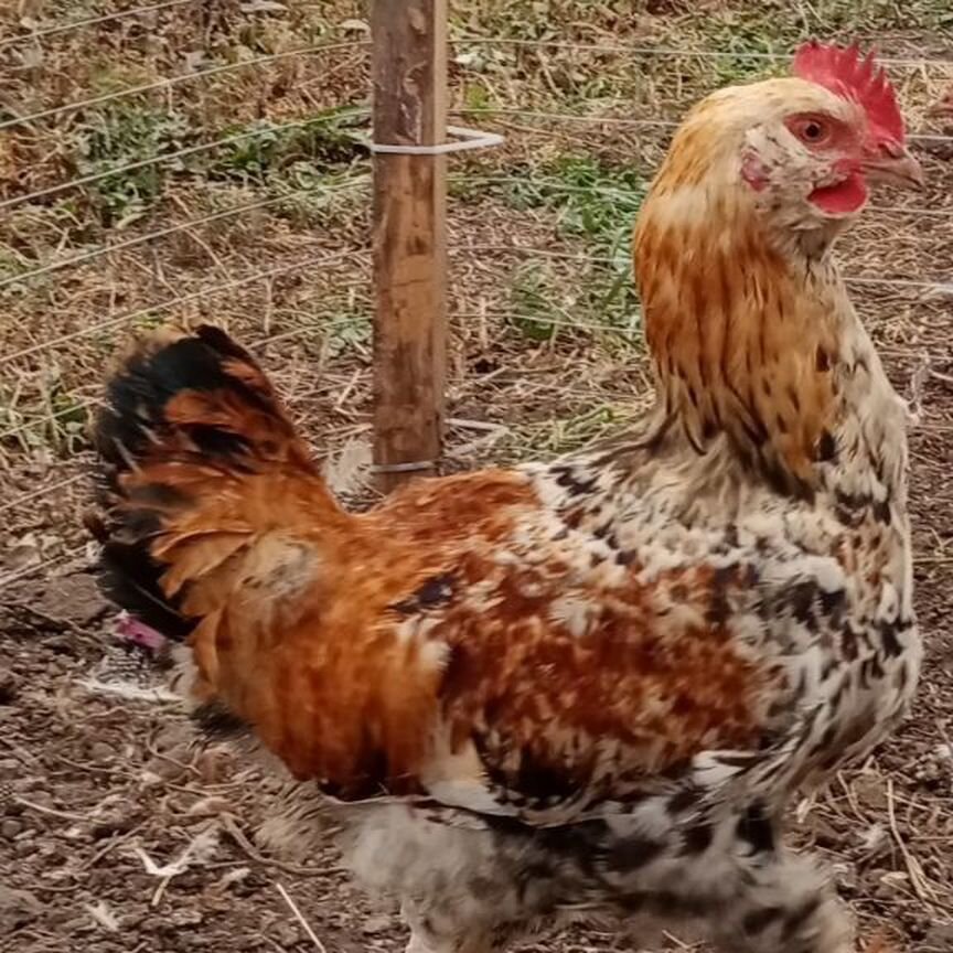 Молодые петухи