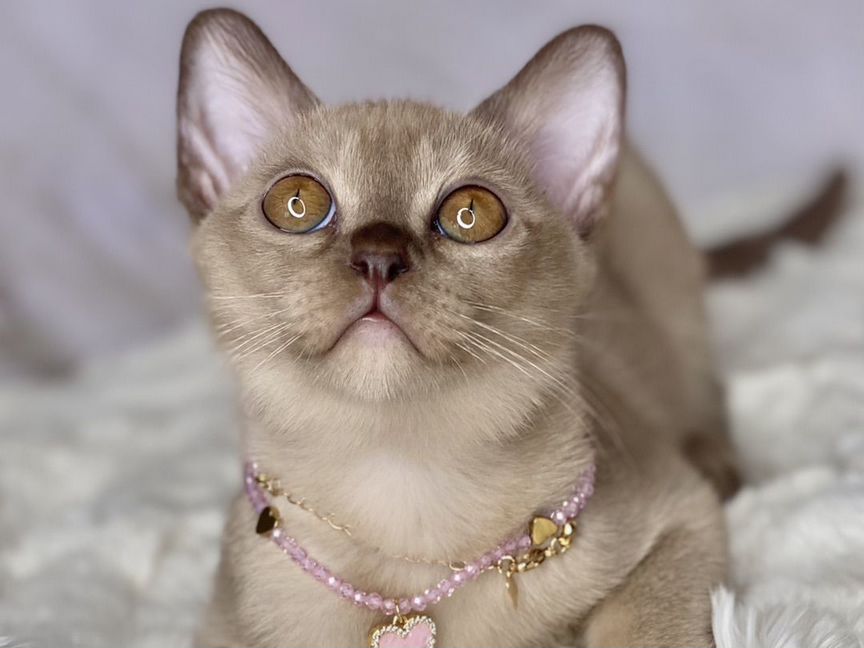 Идеальные Бурманские котята