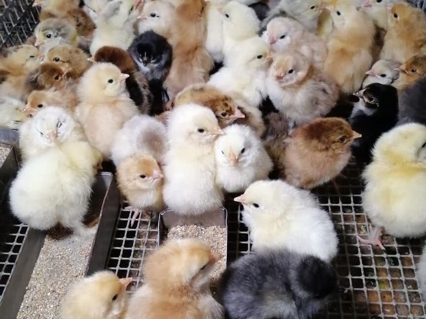 Цыплята,гусята и индоутята