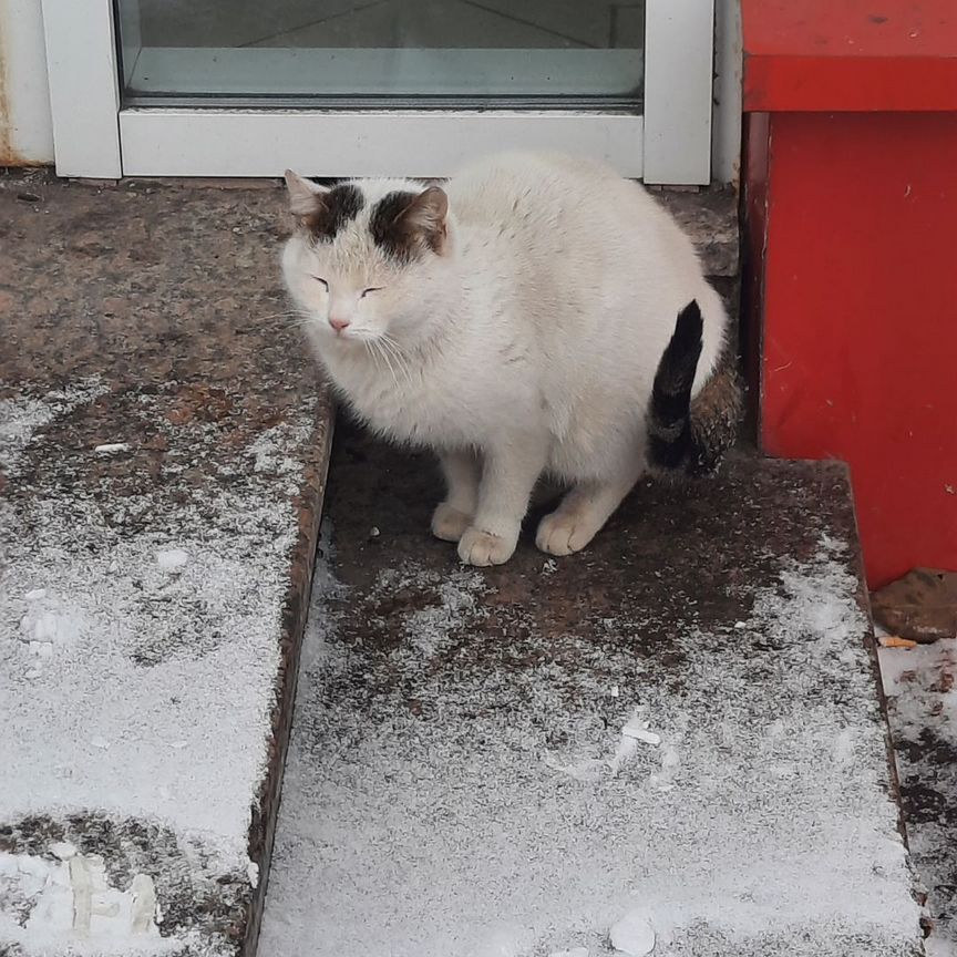 Взрослый кот в добрые руки