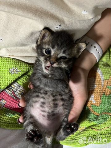 Отдаем котенка-подкидыша