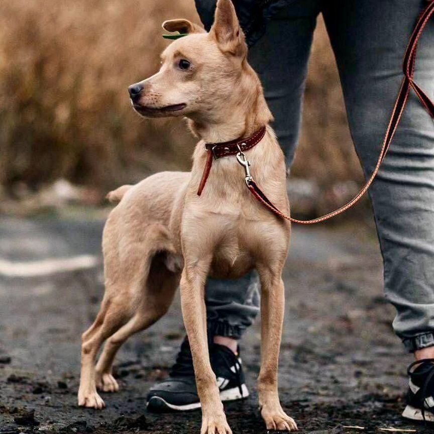 Взрослая собака в добрые руки