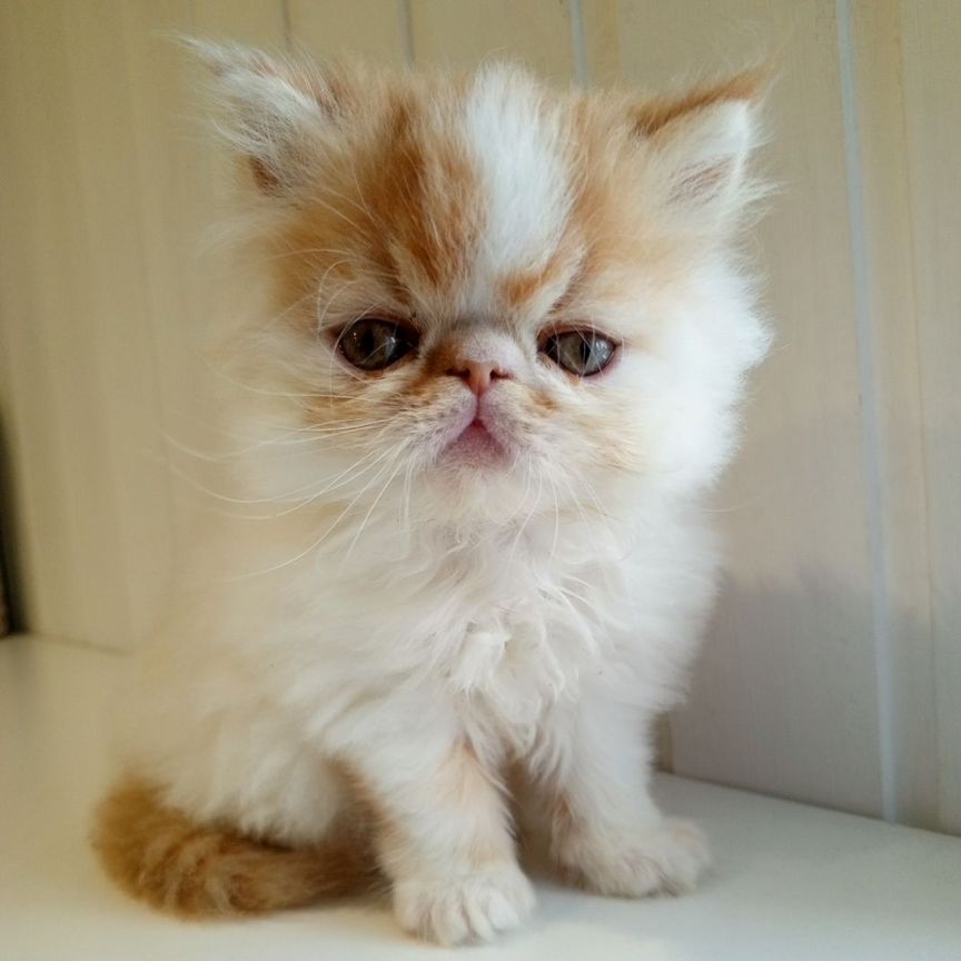 Персидские котята