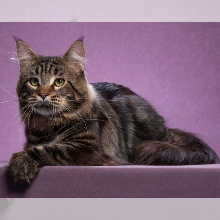 Мейн-кун племенные котики