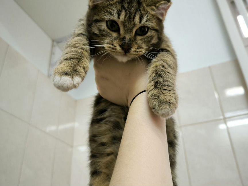 Котенок девочка в добрые руки