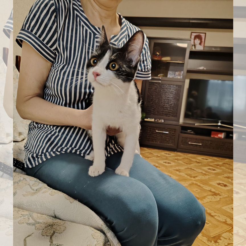 Отдам в добрые руки