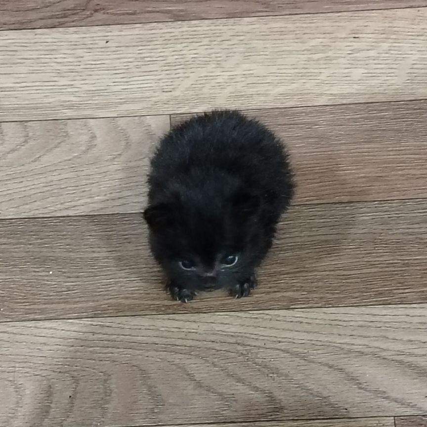 Котенок в добрые руки