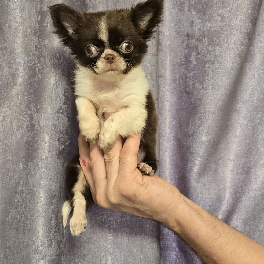 Чихуахуа, щенок