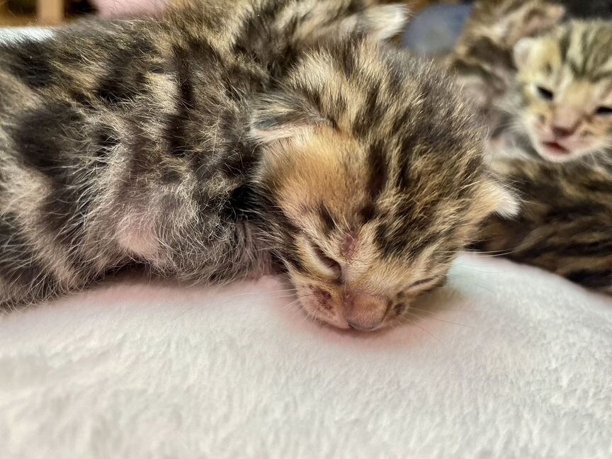 Котята бенгальские