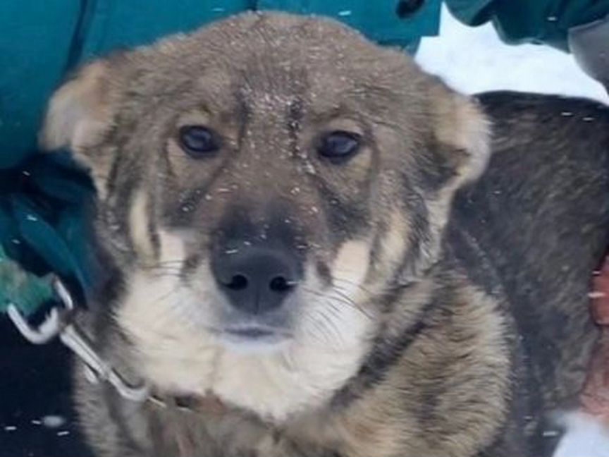 В добрые руки Буяшу