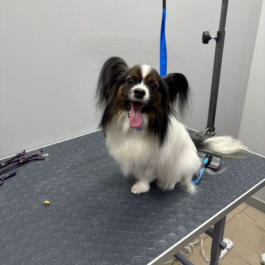 Папильон девочка ищет жениха