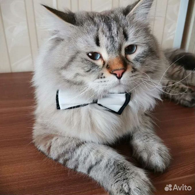 Вязка с сибирским невским маскарадным котом