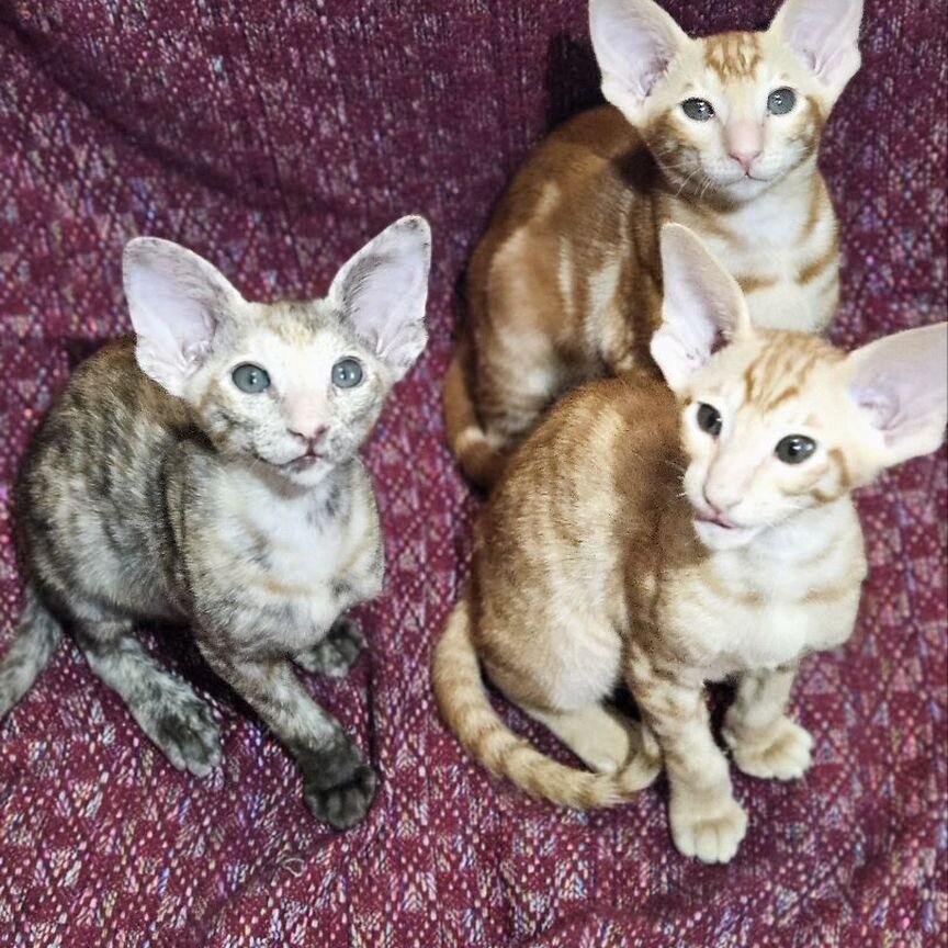 Ориентальные котята