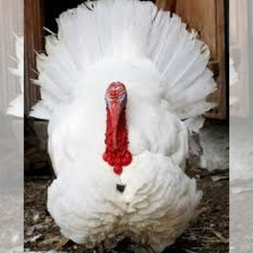 Индюки домашние