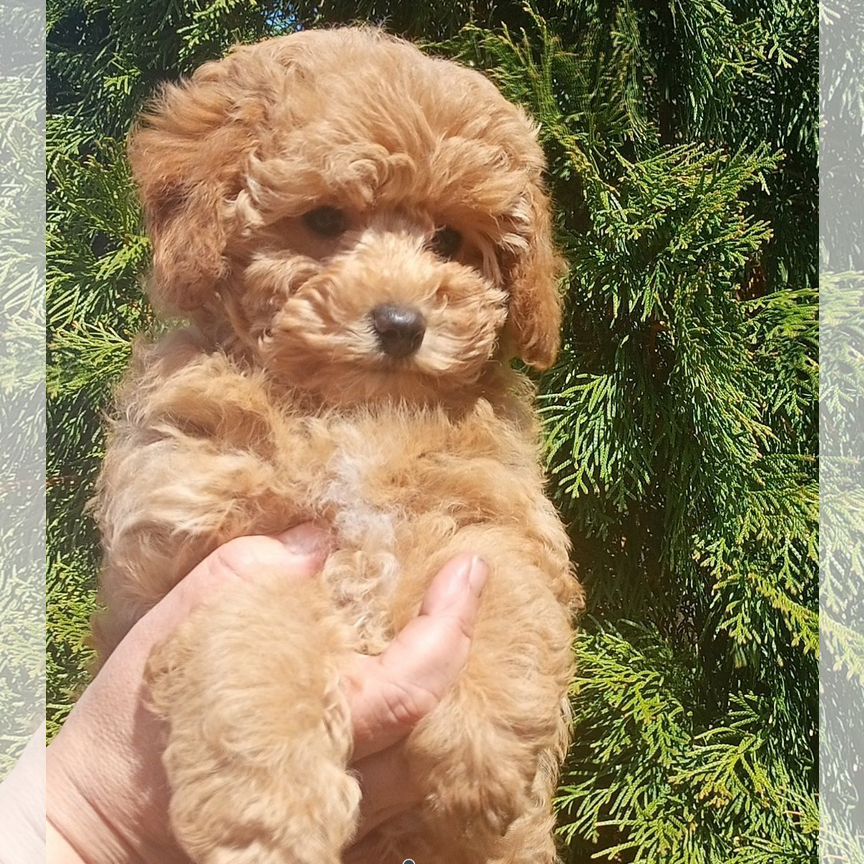 Пудель, щенок