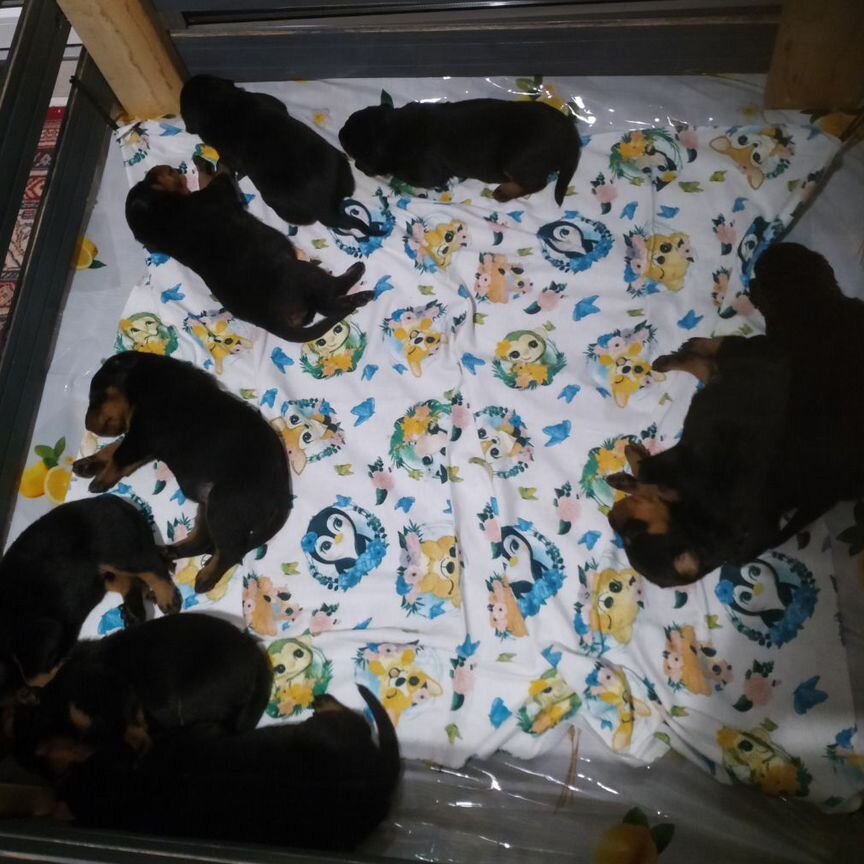 Продам щенков босерон (французская овчарка)