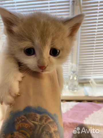 Котята в добрую семью