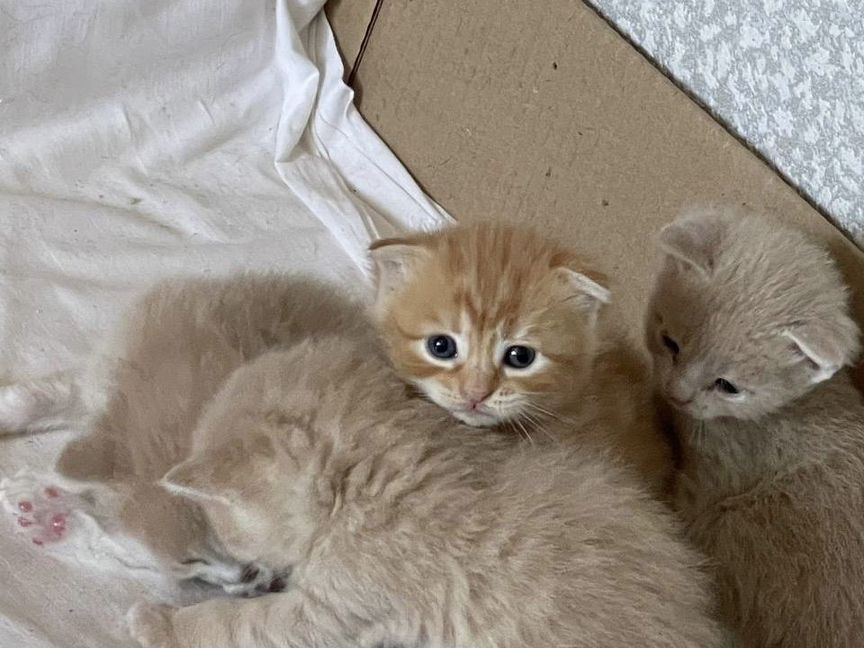 Шотландская вислоухая кошка Девочка