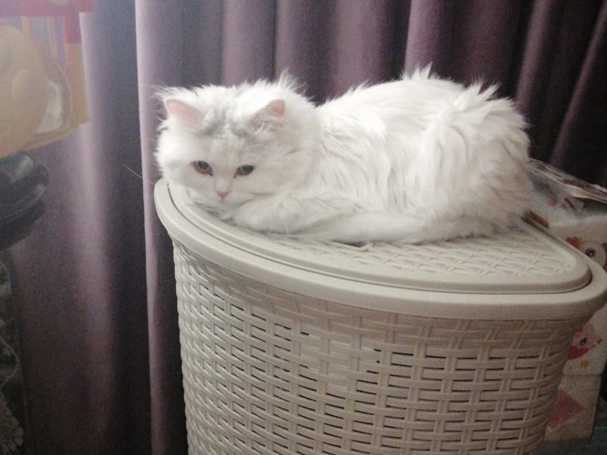 Кошка в дар