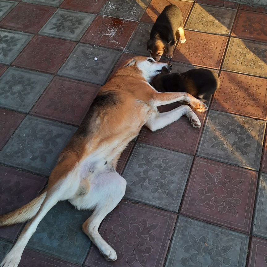 Русская гончая, щенок