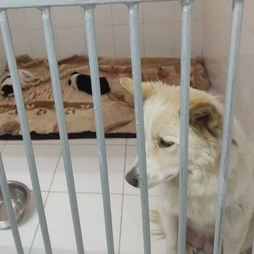 Собака в добрые руки