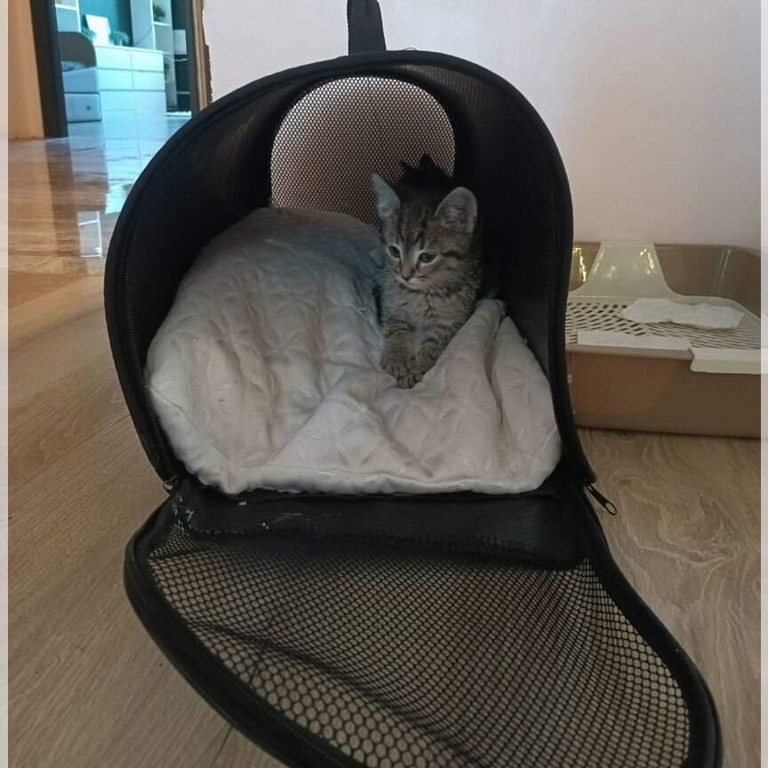 Отдам котят в добрые руки