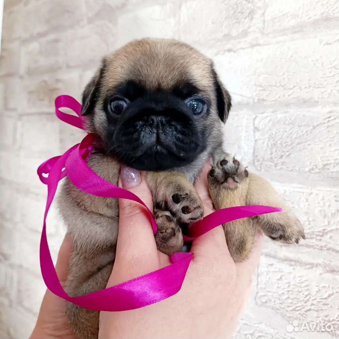 Счастье на ладошке