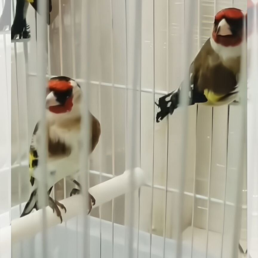 Птица щегол