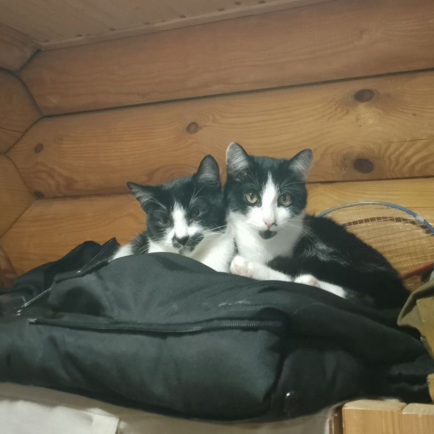 Европейский короткошёрстный котёнок