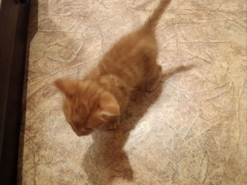 Отдам котенка в добрые руки