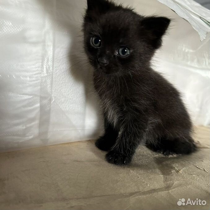 Шотланский котенок