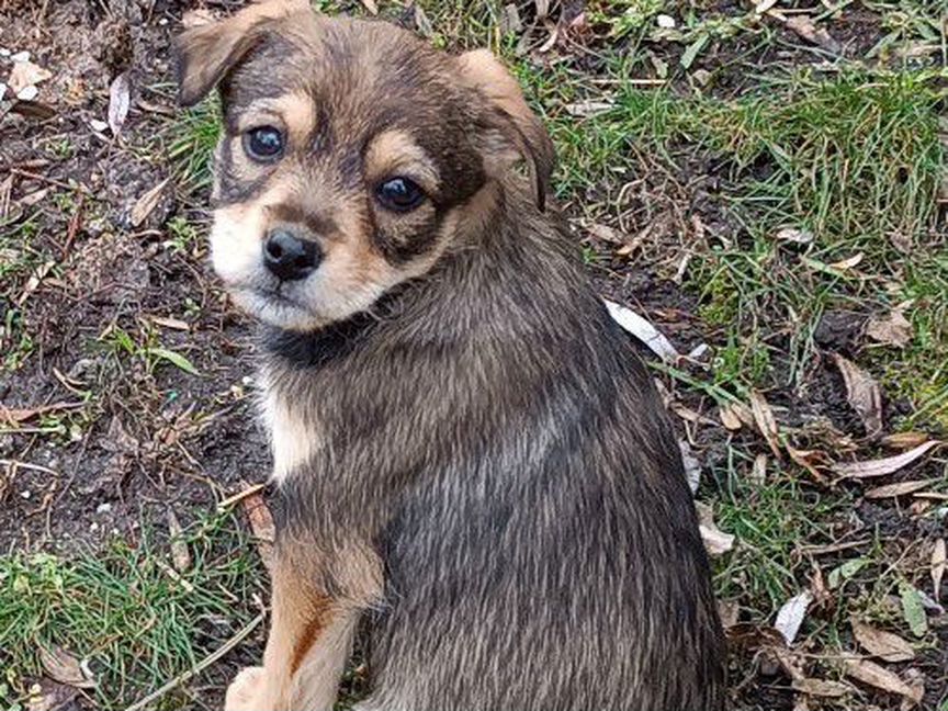 Щенок девочка 2 месяца