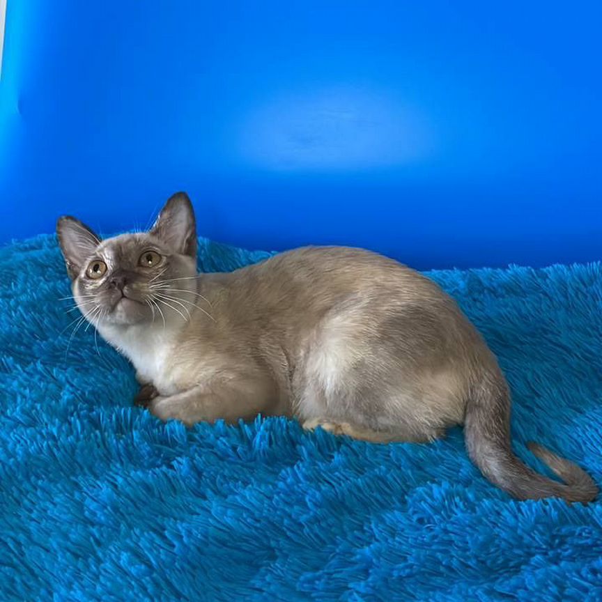 Котенок девочка бурма