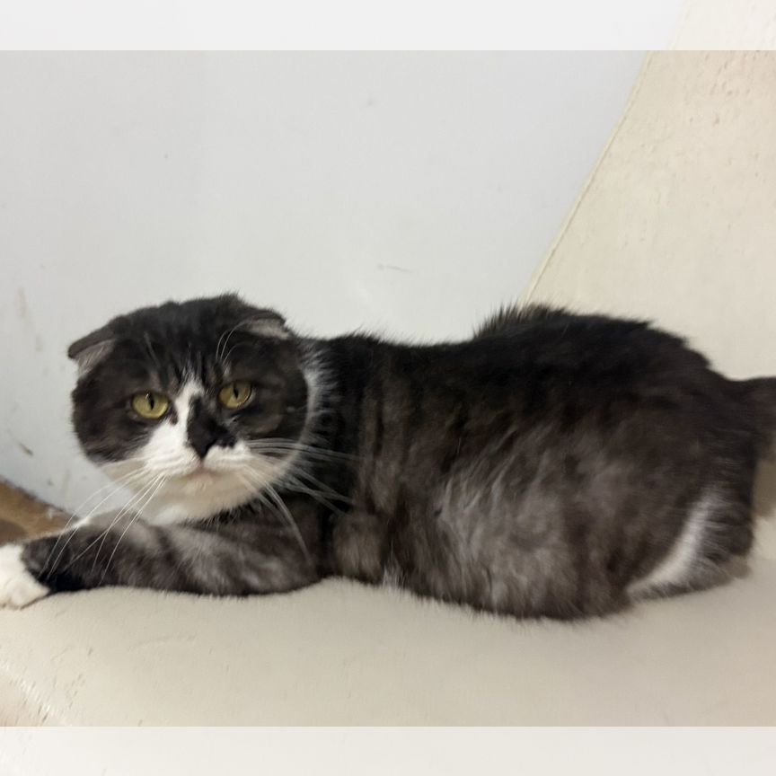 Шотландская вислоухая короткошёрстная кошка, взрослая