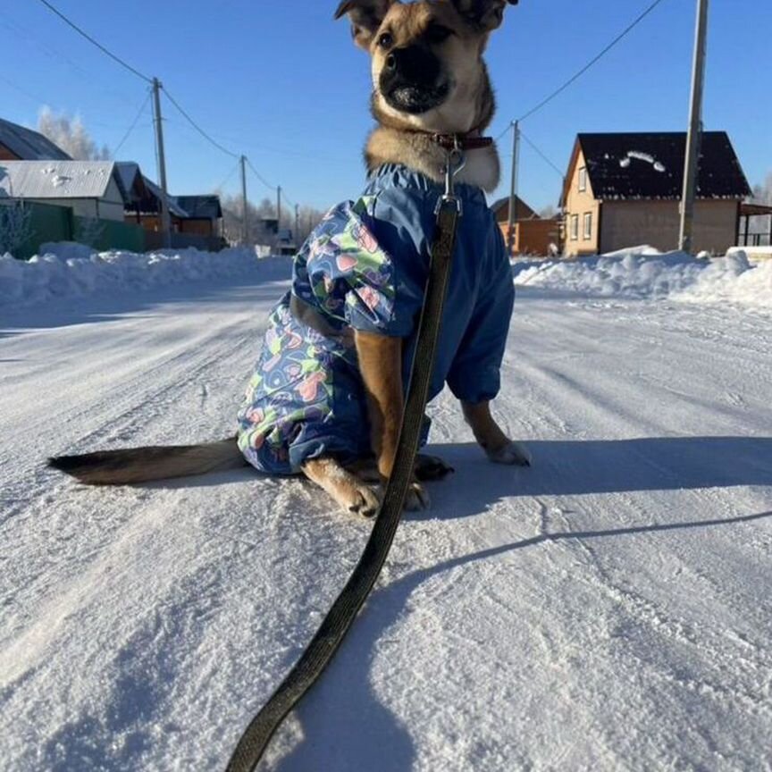 Отдам в добрые руки