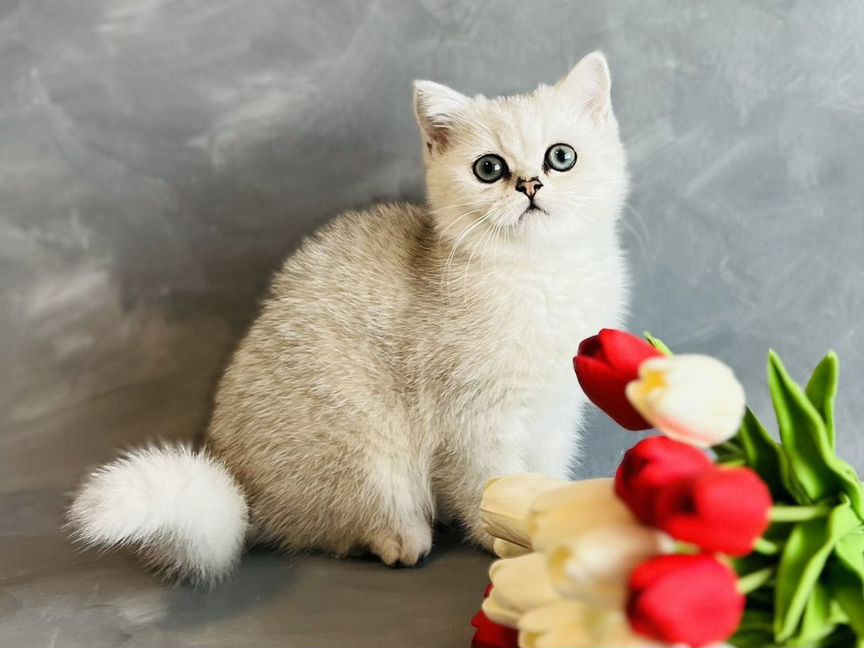 Шотландская серебристая шиншилла,котенок