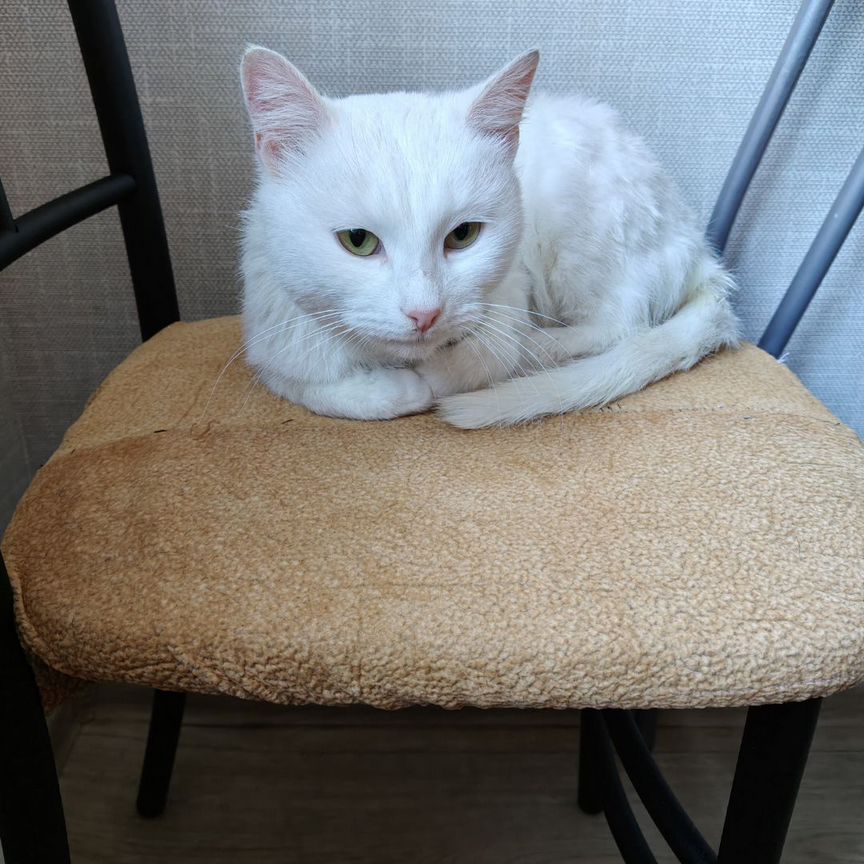 Кошечка