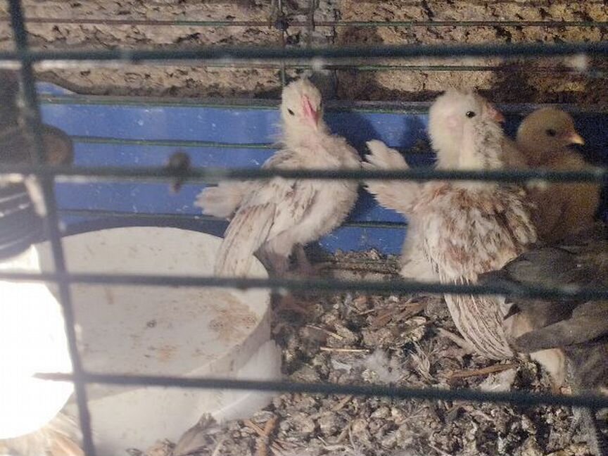 Куры Серамы