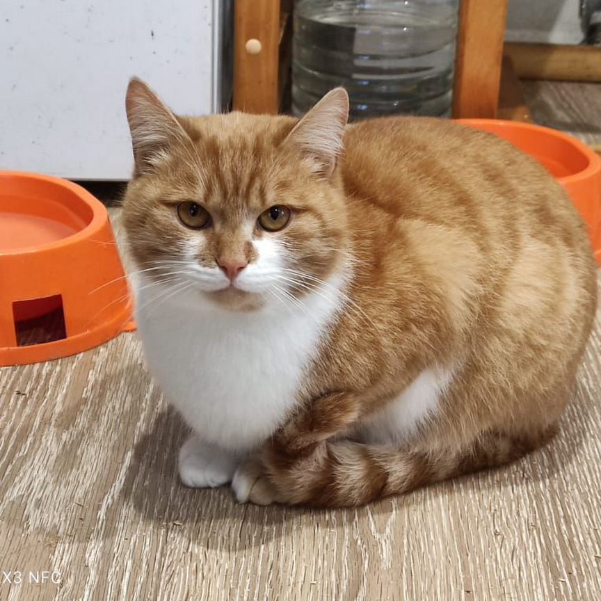 Взрослый кот в добрые руки