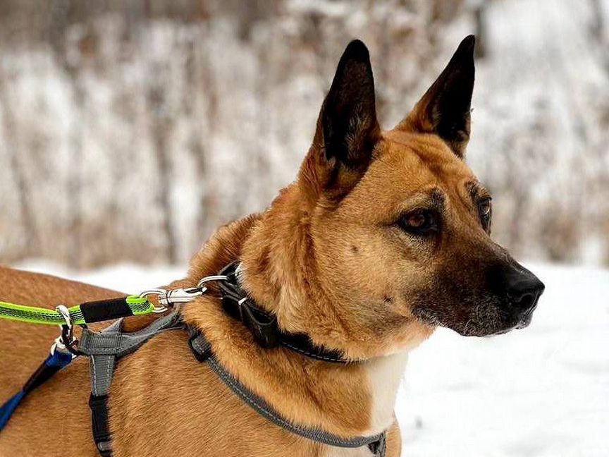 Собака грустит в приюте