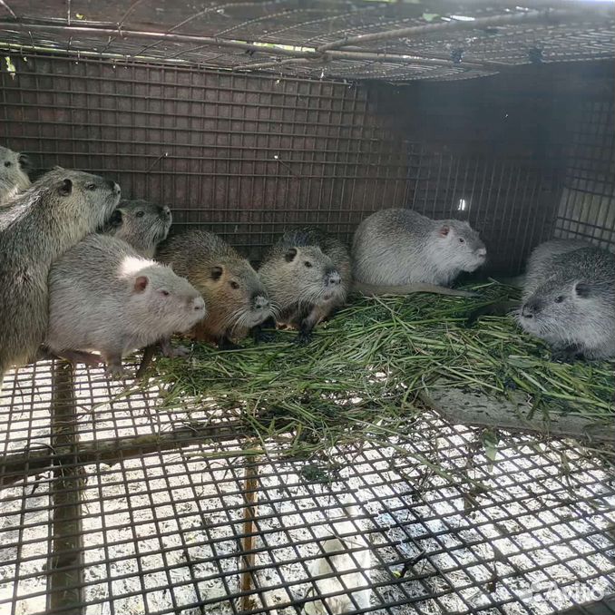 Нутрии на продажу