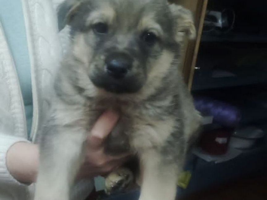 Собака в добрые руки отдам бесплатно